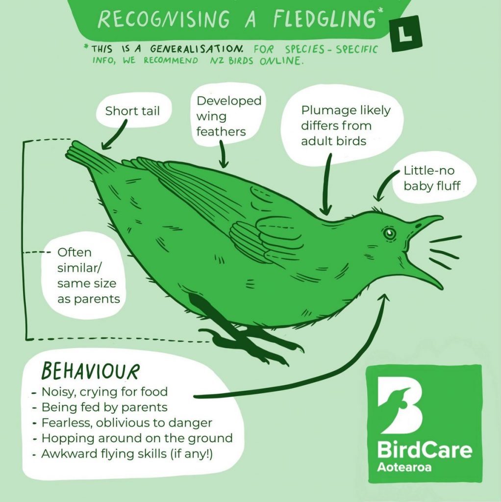 Frequently asked questions - BirdCare Aotearoa