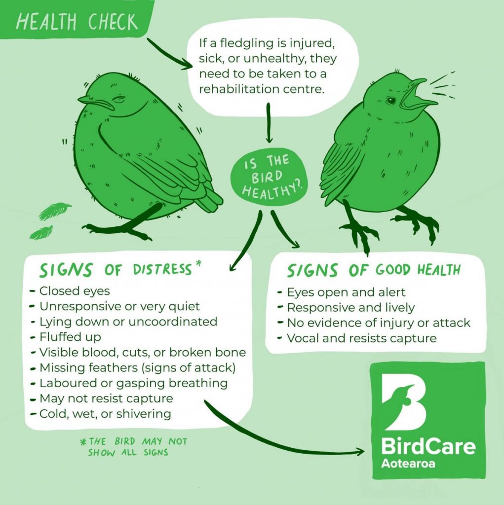Frequently asked questions - BirdCare Aotearoa
