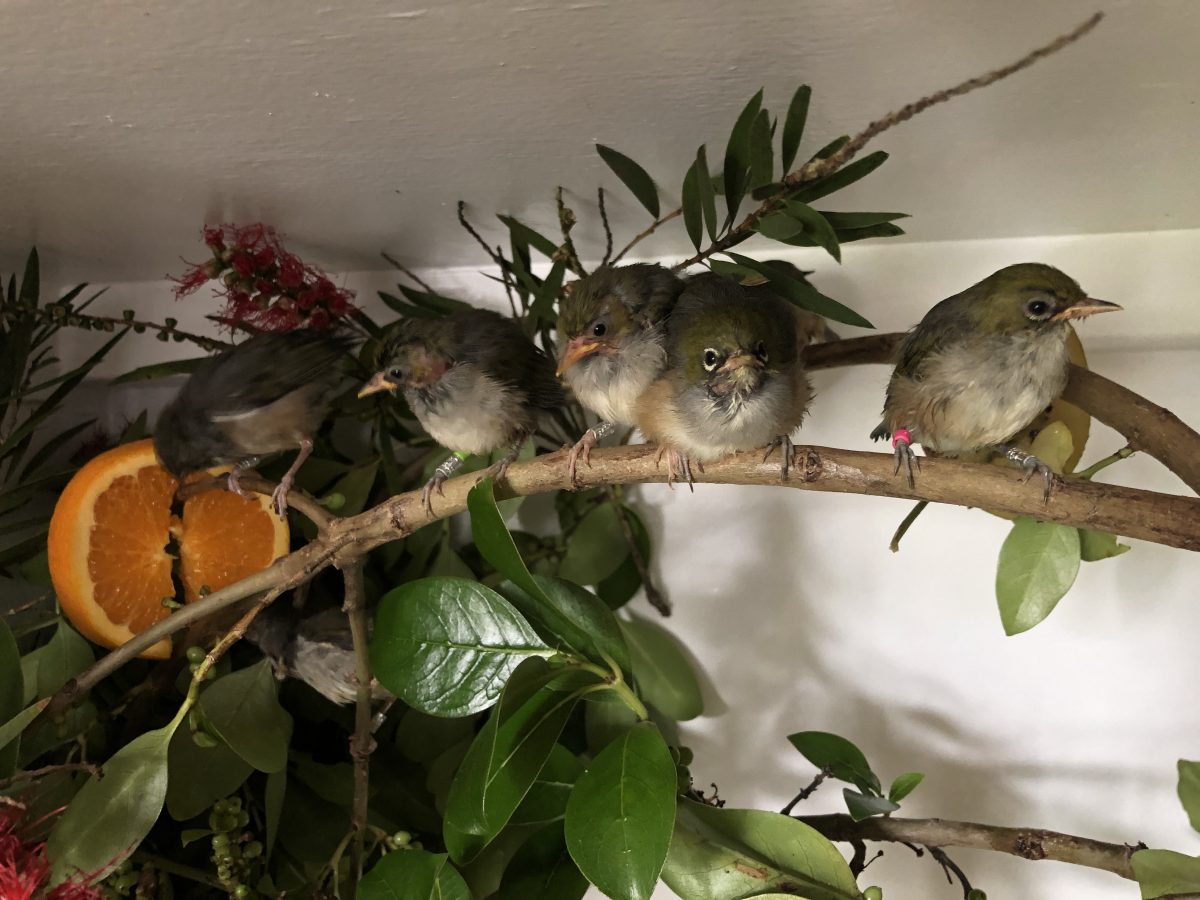 Photo Gallery - BirdCare Aotearoa