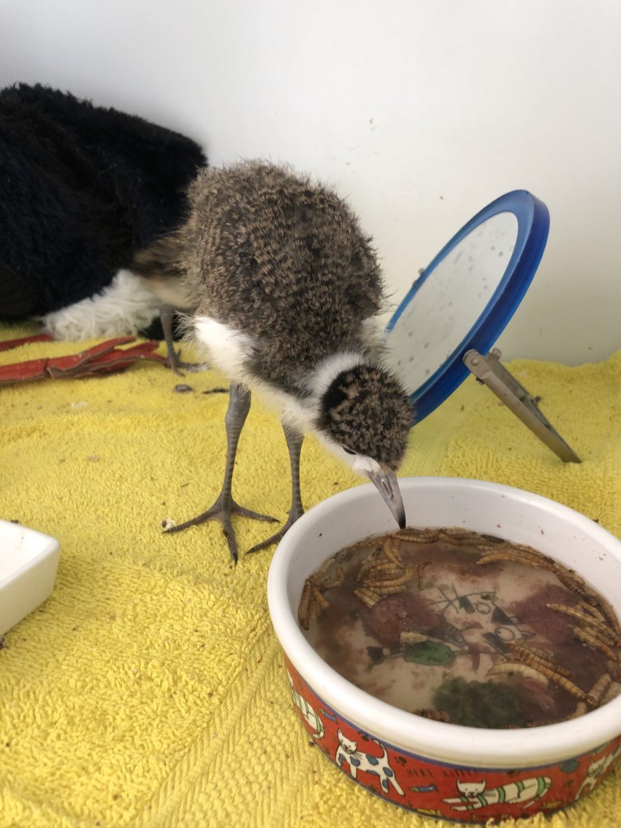 Hospital and rehabilitation - BirdCare Aotearoa