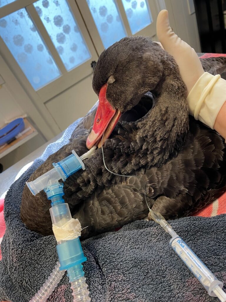 Hospital and rehabilitation - BirdCare Aotearoa