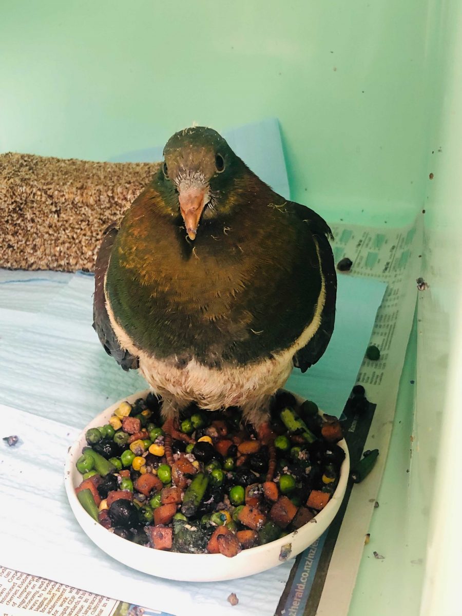 Hospital and rehabilitation - BirdCare Aotearoa