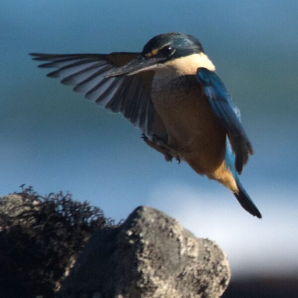Give to Save BirdCare Aotearoa Wild Bird Hospital - BirdCare Aotearoa
