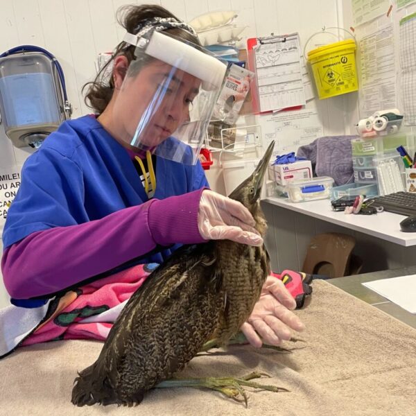 Give to Save BirdCare Aotearoa Wild Bird Hospital - BirdCare Aotearoa