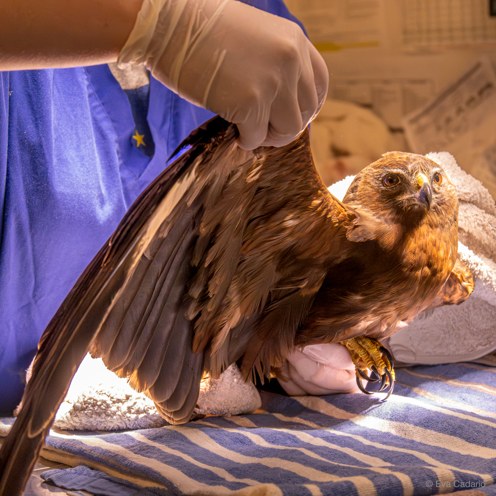 Hospital and rehabilitation - BirdCare Aotearoa