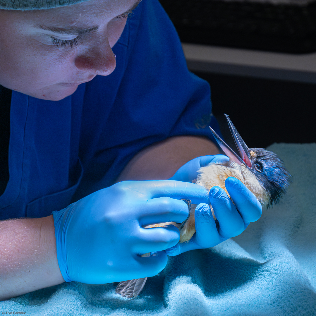 Hospital and rehabilitation - BirdCare Aotearoa